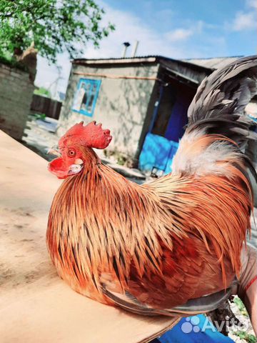 Петух Карликовый Возможен обмена курицу