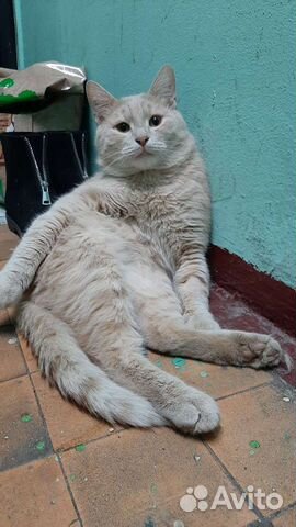 Кот Персик в добрые руки