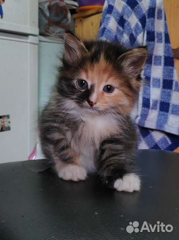 Котёнок пушистый сибирская кошка