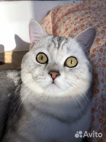 Кот шотландец