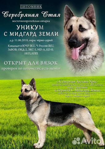 Кобели вео. Вязка. Щенки. (Питомник)