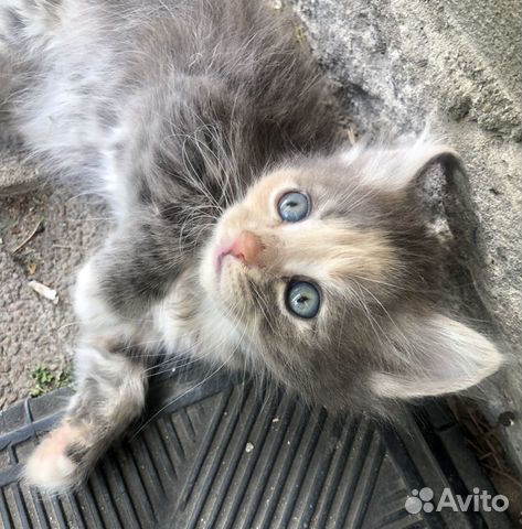 Мимишка