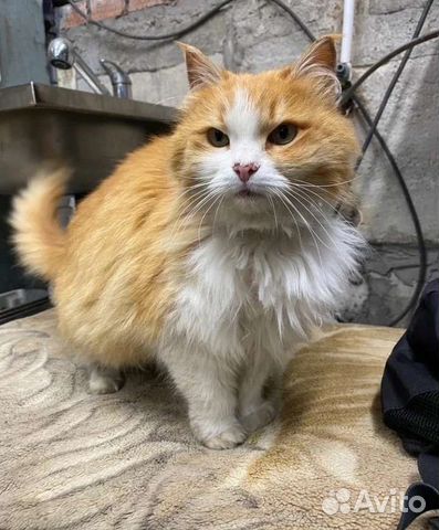 Кошка в добрые руки