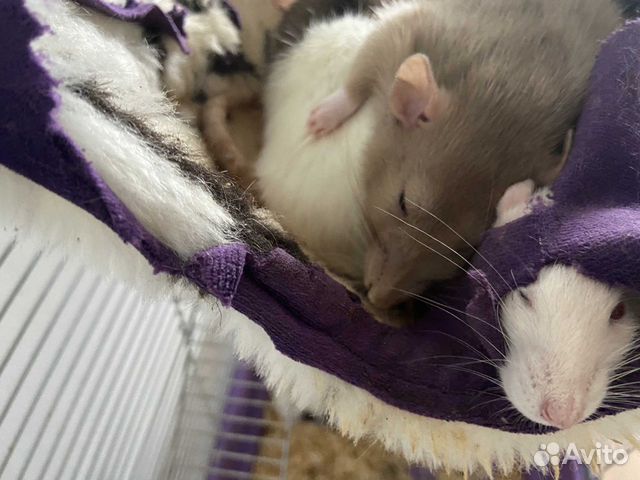 Крысы с клеткой