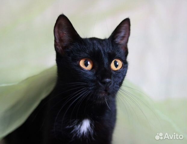 Маленькая чёрная кошечка