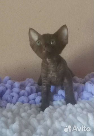 Котята девон-рекс