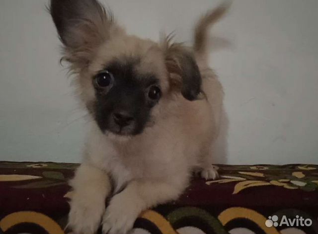 Отдам щенка В добрые руки