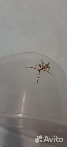 Малыши австралийского палочника