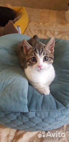 Котенок девочка Полечка 3мес