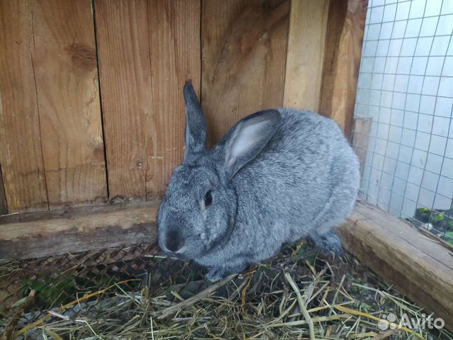 Кролик 7 месяцев