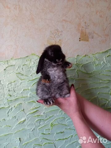 Кролик (крольчата) декоративный