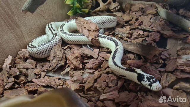 Молочная змея самец