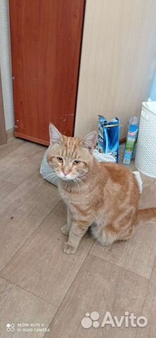 Кошки бесплатно