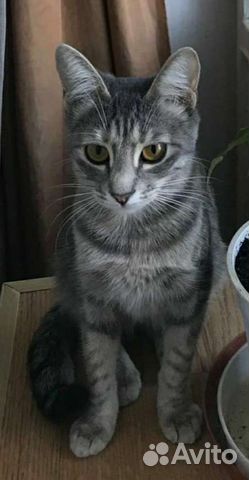 Кошка Стелла