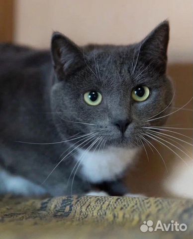 Русский голубой кот ищет дом