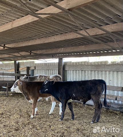 Продаются бычки симменталы