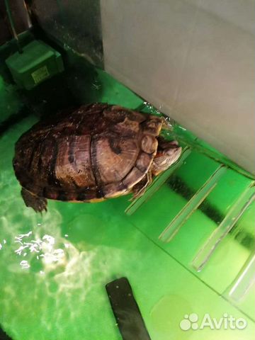 Красноухая черепаха с аквариумом (12 лет, девочка)