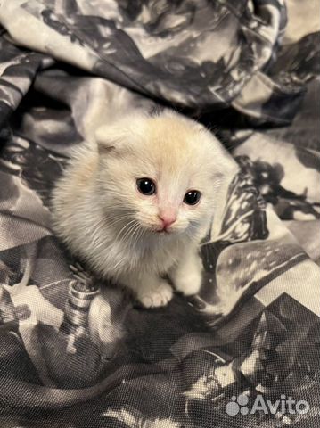 Вислоухий котенок