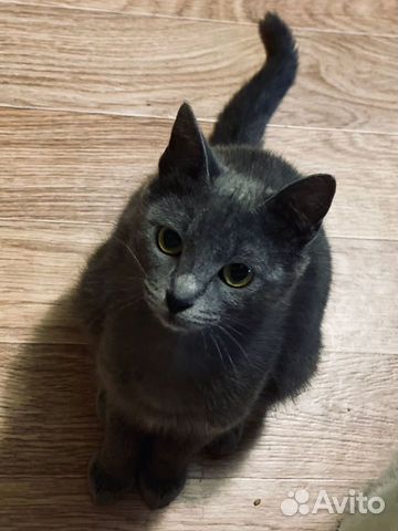 Дымок очень хочет иметь свой дом