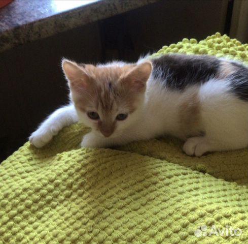 Котята, взрослые кошки