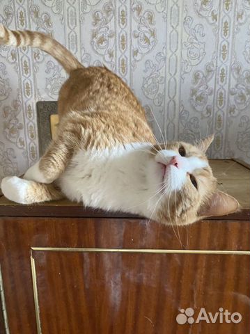 Кот в добрые руки