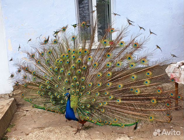 Прадаю своего - павлина (Мальчик)