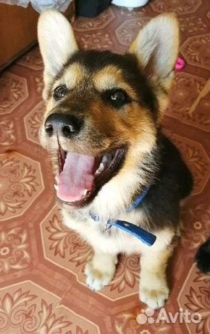 Красавица Альма - ваш будущий лучший друг