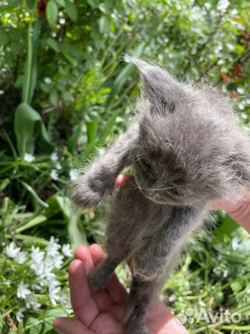 Котёнок