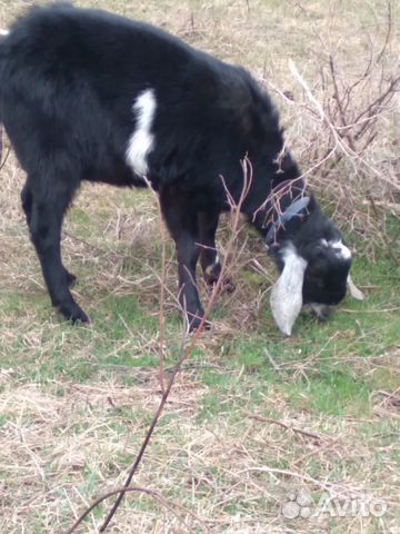 Нубийские козы