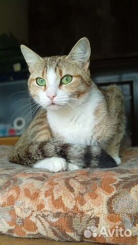 Кошка кот в добрые руки