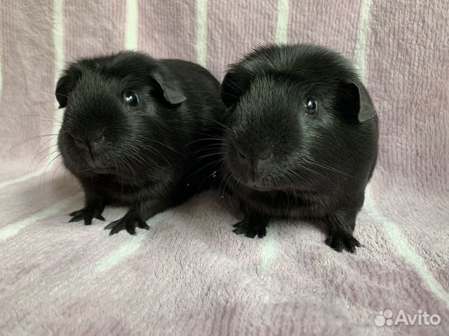 Морские свинки крестед братья