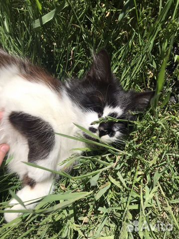 Котеночек
