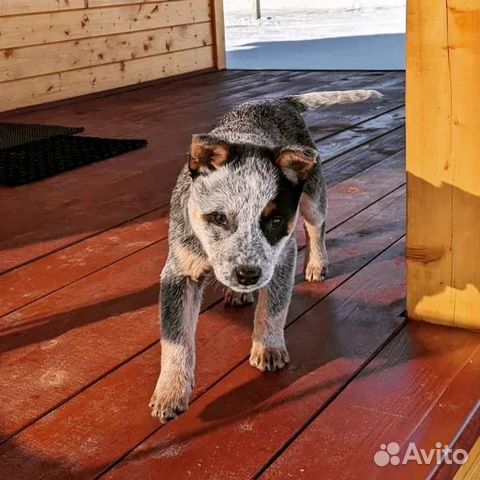 Австралийская пастушья собака