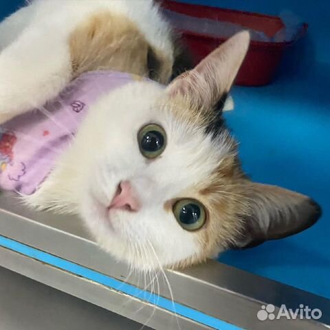 Либо дом, либо куратор. Через 2 дня ждёт улица