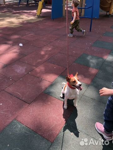 Найден Джек Рассел