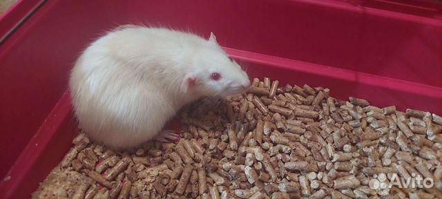 Лабораторная крыса с клеткой