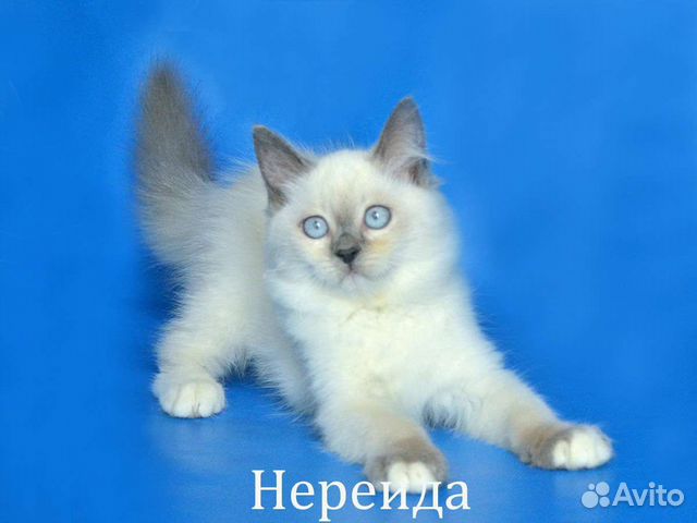 Невский маскарадный котёнок Нереида