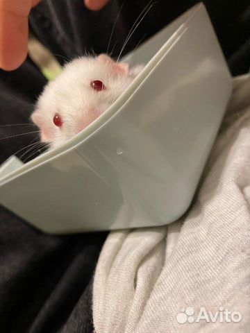 Отдам хомяка с клеткой