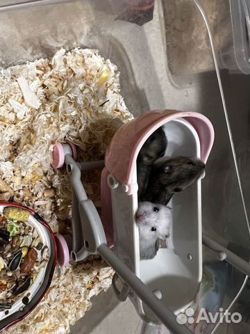 Продаю джунгариков