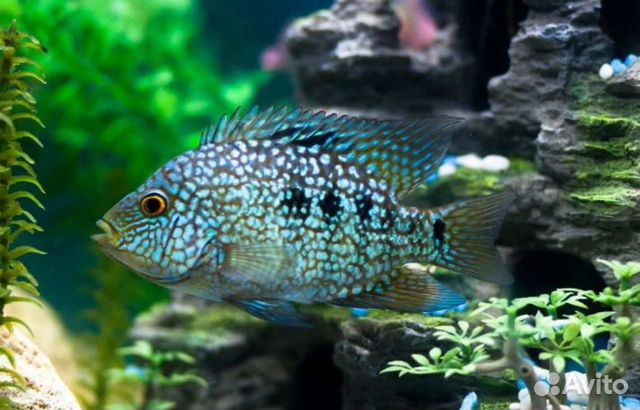 Аквариумные рыбки Бриллиантовая Цихлозома