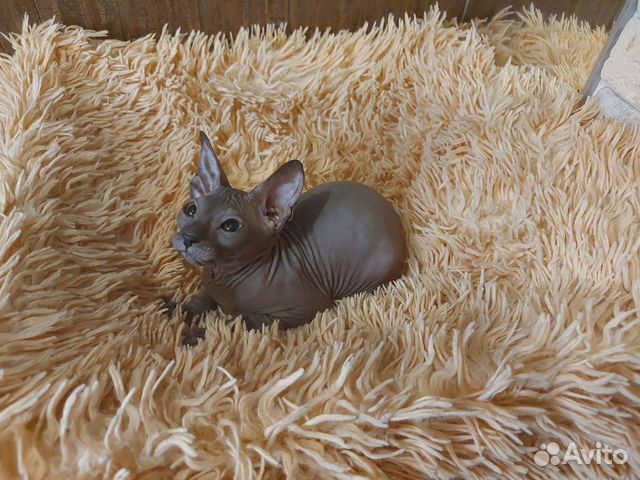 Донской сфинкс,котёнок