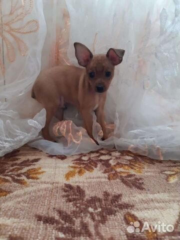 Той-терьер щенки