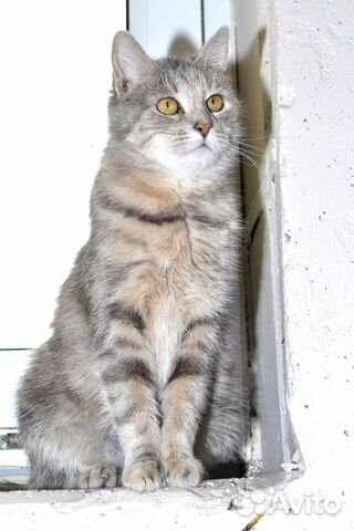 Кошечка Эльза ищет дом