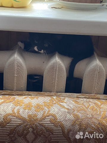 Котёнок, мальчик