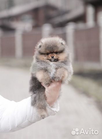 Померанский шпиц