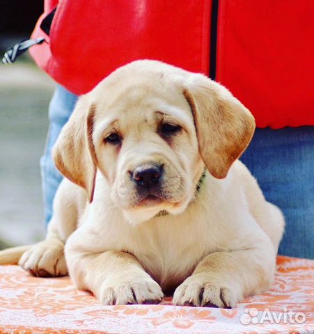 Лучшие щенки лабрадора