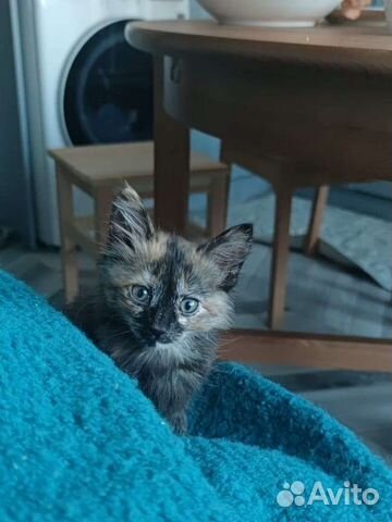 Кошка котёнок