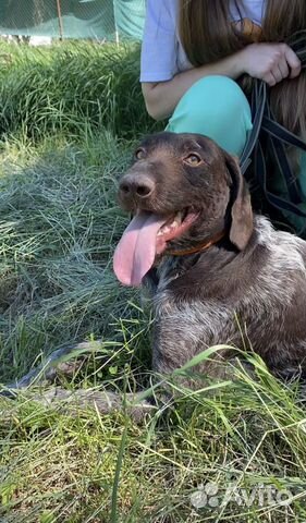 Дратхаар в добрые руки