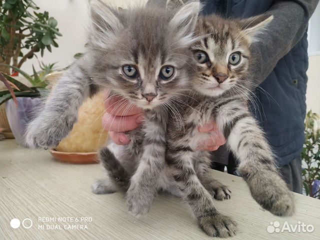 Котятки-пушистики в добрые руки