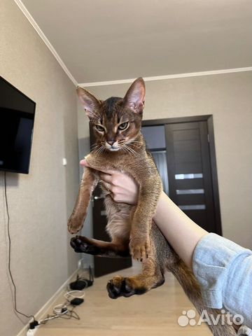 Абиссинский кот